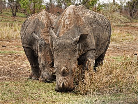 Rhino Killings On The Rise In South Africa