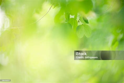 아름다운 자연은 보케와 햇빛 아래 흐린 녹지 배경에 녹색 잎을보고 배경 자연 식물 풍경 생태 벽지 개념으로 사용하여 공간을 복사합니다 0명에 대한 스톡 사진 및 기타 이미지