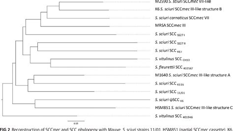 Staphylococcus Vitulinus Semantic Scholar
