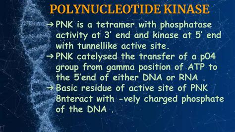 Dna Modifying Enzymes Pdf