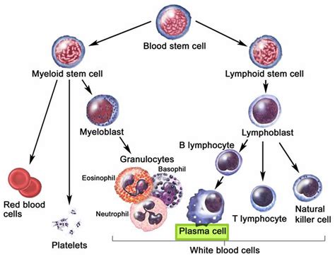Why Are They Called Plasma Cells At Christian Corlette Blog