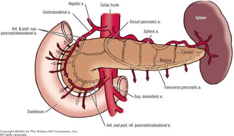 Cynical Anatomy Arterial Supply To The Stomach And Duodenum