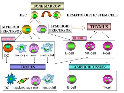 PPT DIFFERENTIATION AND MATURATION OF T CELLS IN THE THYMUS PowerPoint Presentation ID