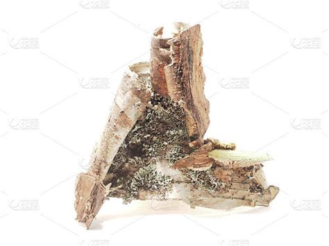 白色背景上的一块桦树皮