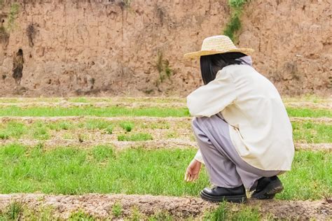 낮에 농사짓는 농부 배경 및 무료 다운로드를위한 그림 Pngtree