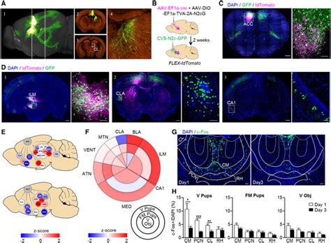 An Accessory Prefrontal Cortex Thalamus Circuit Sculpts Maternal Behavior In Virgin Female Mice