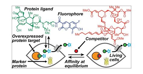 Narkhyun Bae On Linkedin Quantification Of Binding Of Small Molecules To Native Proteins…