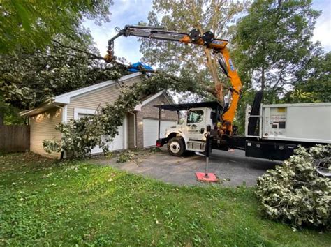 Tree Services In Houston Tx Free Estimate Willis Arborist