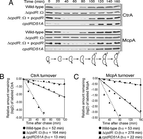 Two Clpxp Substrates Ctra And The Polar Mcpa Chemoreceptor Depend On