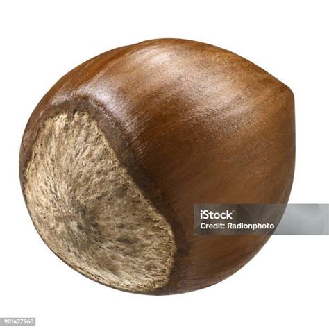 헤이즐넛은 패키지 디자인 요소로 서 근접 촬영을 격리 흰색 바탕에 신선한 유기 양 개 암 나무입니다 너트 쉘 매크로입니다 컬렉션 0명에 대한 스톡 사진 및 기타 이미지