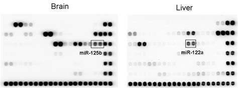 Mirna Arrays Signosis