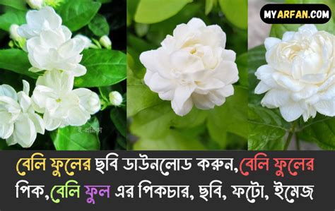 ৫৭ বেলি ফুলের ছবি ডাউনলোড করুন বেলি ফুলের পিক বেলি ফুল এর পিকচার