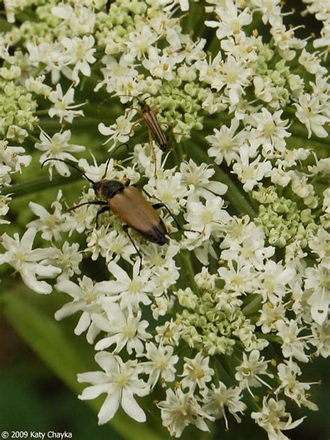 Heracleum Maximum Common Cow Parsnip Minnesota Wildflowers
