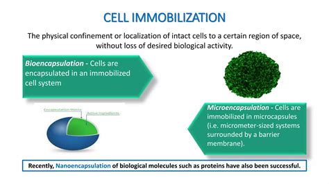 Plant Cell Immobilizationpptx