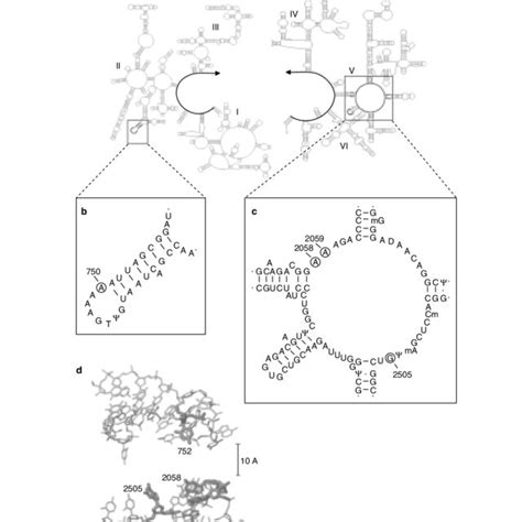 Structure Activity Relationship Of The Ketolides Ery R Erythromycin Download Scientific