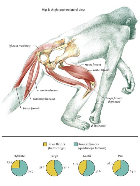 Anatomy Of Monkey New World Monkeys The Evolutionary Odyssey Nhbs