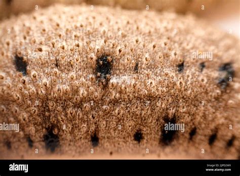 A Closeup Of Sea Cucumber Echinoderms From The Class Holothuroidea