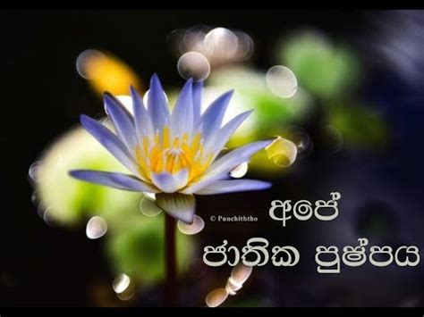 National Flower Of Sri Lanka Ape Jathika Pushpaya Shishyathwaya