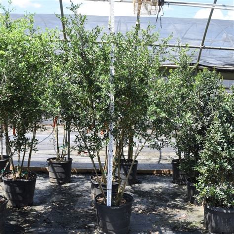 Holly Yaupon Covingtons