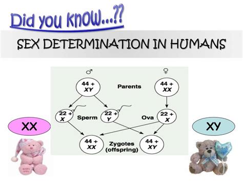 Deviations From Mendelian Genetics Notes Learnpick India