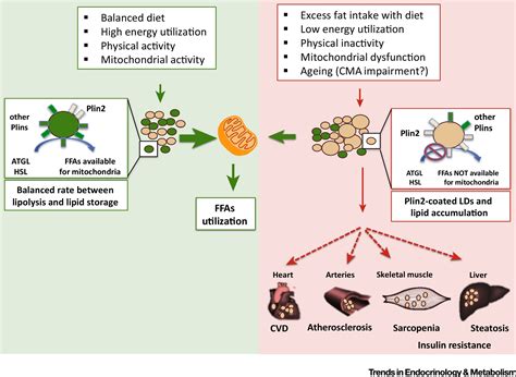 Perilipin 2 And Age Related Metabolic Diseases A New Perspective