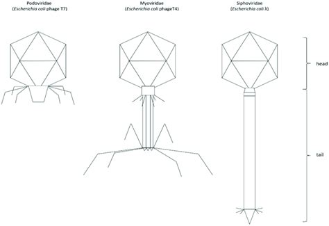 Classification Of The Caudovirales Based On The Tail Structure