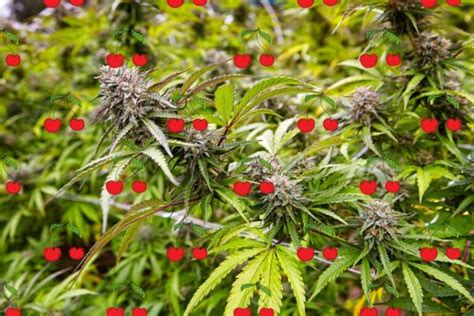 Tropicana Cherry Strain Is A Fruit Bowl Of Weed Flavor Greenstate