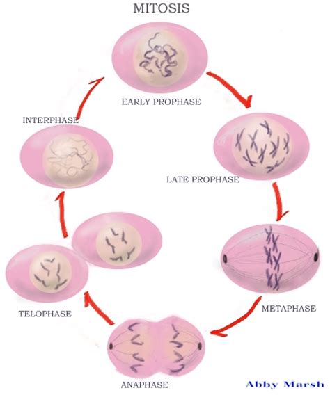 Ap Bio 2014 Cellular Processes