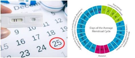 Menstrual Cycle Calculator And Pregnancy Things That You Must Know