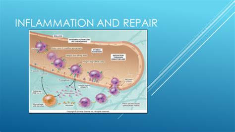 Cellular Adaptation Inflammation Flashcards Quizlet