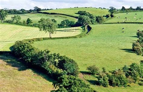 Forty Shelter Trees To Grow Your Property The Best Shelterbelt In New Zealand