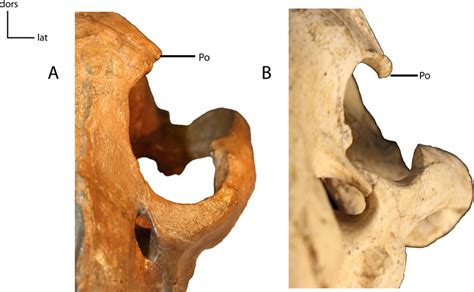 Postorbital Process Po Of Frontal 12 0 Projects Horizontally A Download Scientific