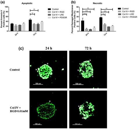 Illustration Of Human Islets In Alginate Based Microcapsules Without