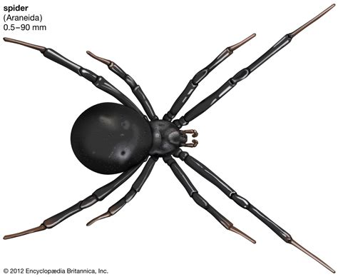 Spider Webs Silk Predators Britannica