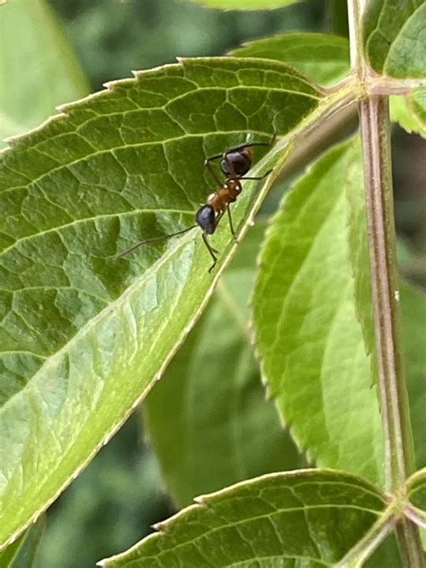 Ant Mimicking Assassin Bug Southeastern Us Do Anybody Know What Exactly