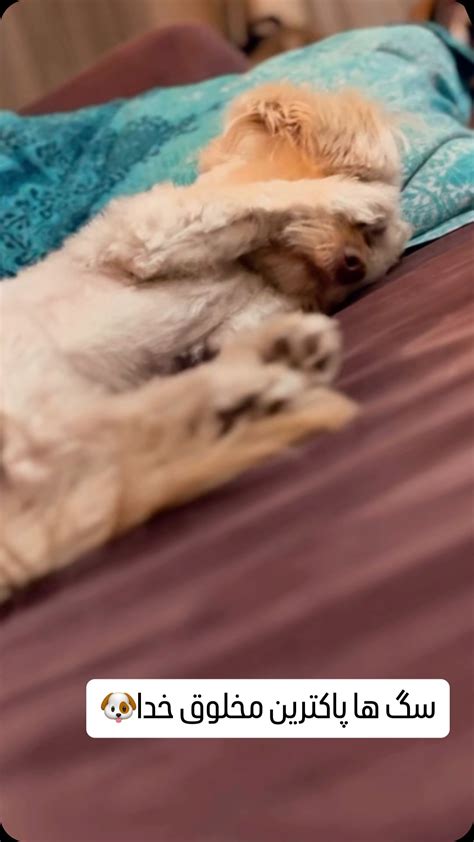 Talaart Dogtalaart • Instagram Photos And Videos