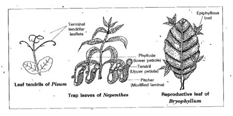 Reproductive Leaves Bryophyllum Diagram