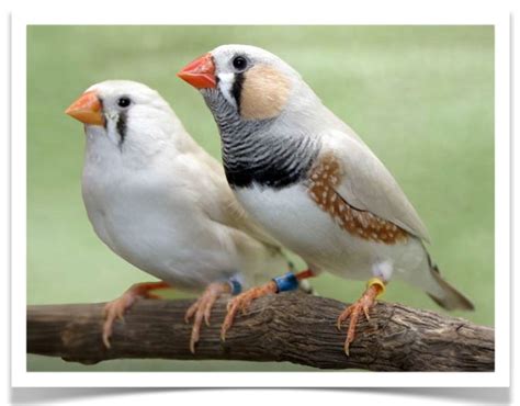 Zebra English Finches At Aaron Levine Blog