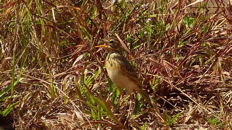Paddyfield Pipit Markeisingbirding