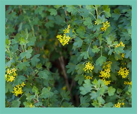 Pruning Spring Flowering Shrubs Gardening Teacher