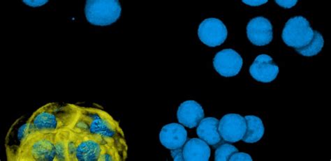 Embryonic Imaging Sguenther Eu