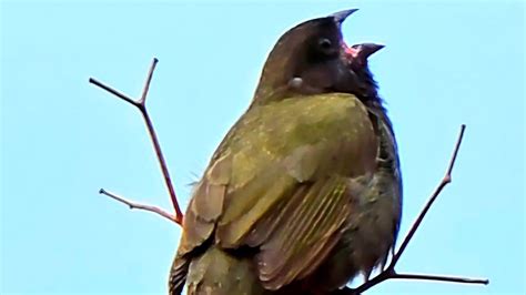 Gorrión Negro Cantando Singing Black Faced Grassquit Melanospiza