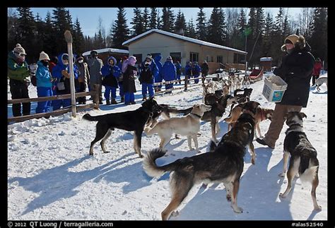 Picturephoto Musher Feeding Dogs Chena Hot Springs Alaska Usa