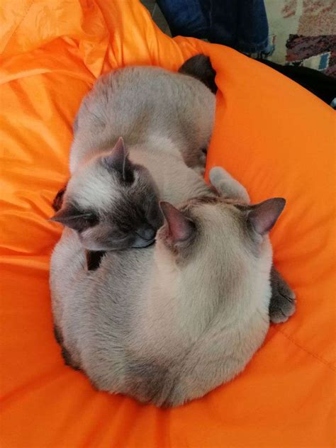 Github Arthur100500cats Cat Photo Storage
