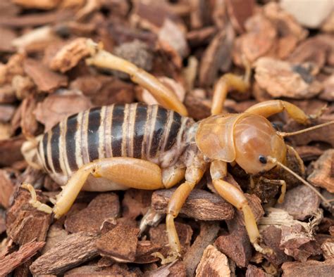 What Are Jerusalem Crickets And How To Get Rid Of Them Pest Control Gurus