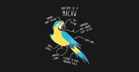 Blue And Gold Macaw Parrot Anatomy Macaw T Shirt Teepublic