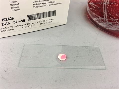 Microcosm Staphylococcus Pseudintermedius Formerly Known As