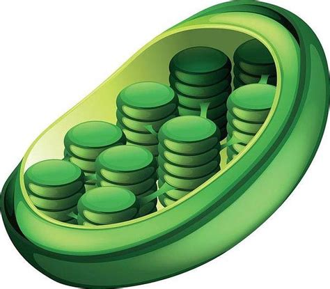 叶绿体 快懂百科