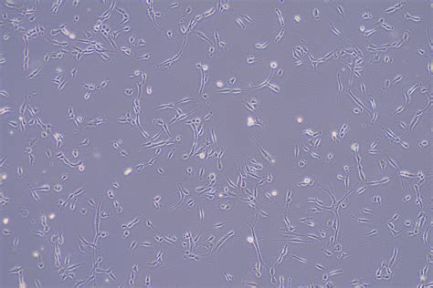 How To Use Cellpose With Google Colab Image Analysis Image Sc Forum