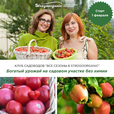 Сообщество садоводов ПРОЗРАЧНОЕ ВАРЕНЬЕ ИЗ ЯБЛОК